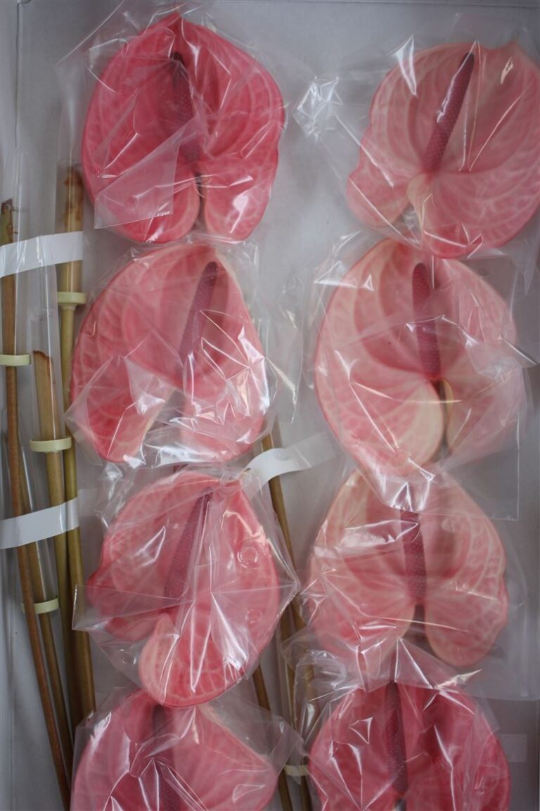 Anthurium Candy - Byfords